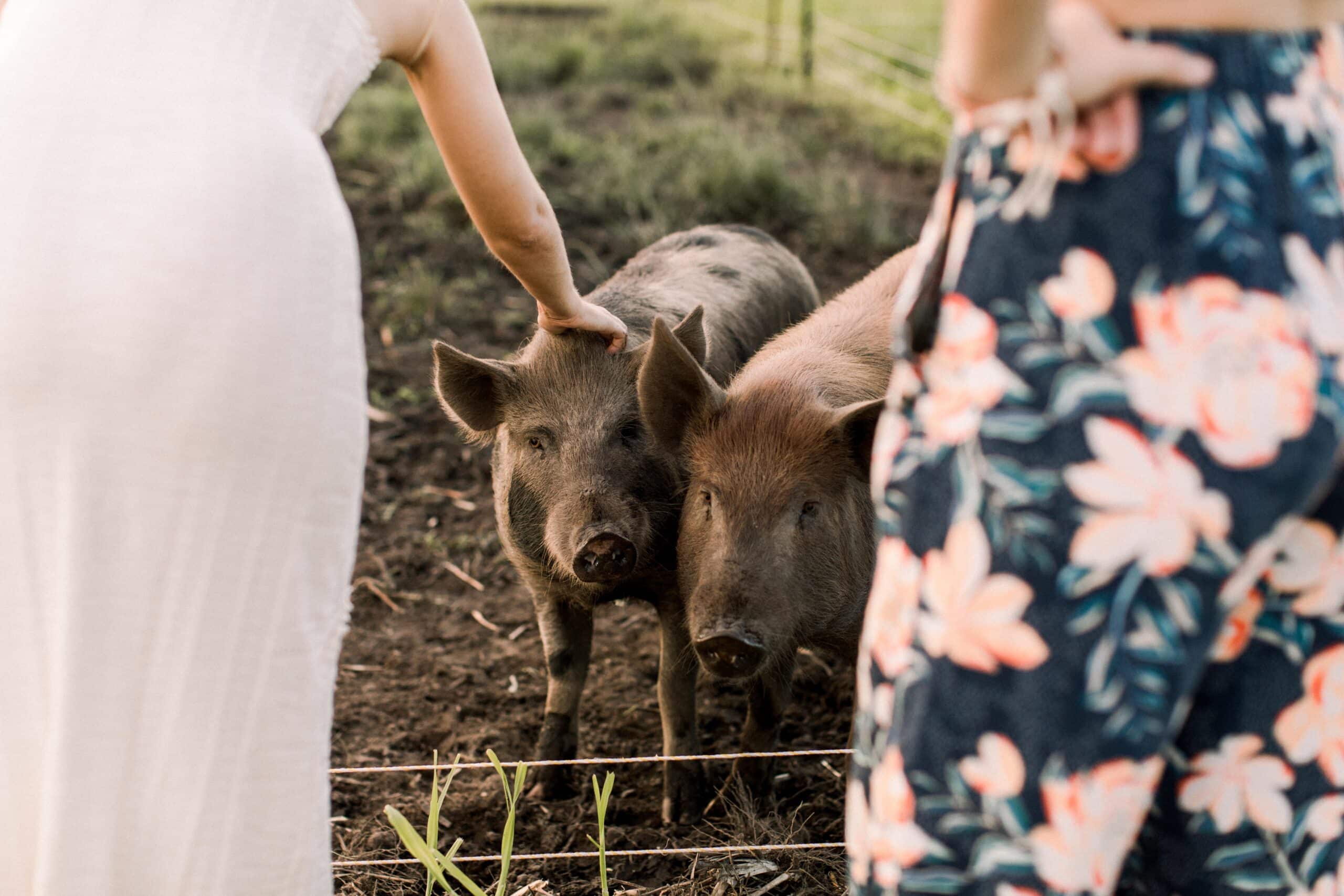 Home - Bamboo Park Free Range Farming