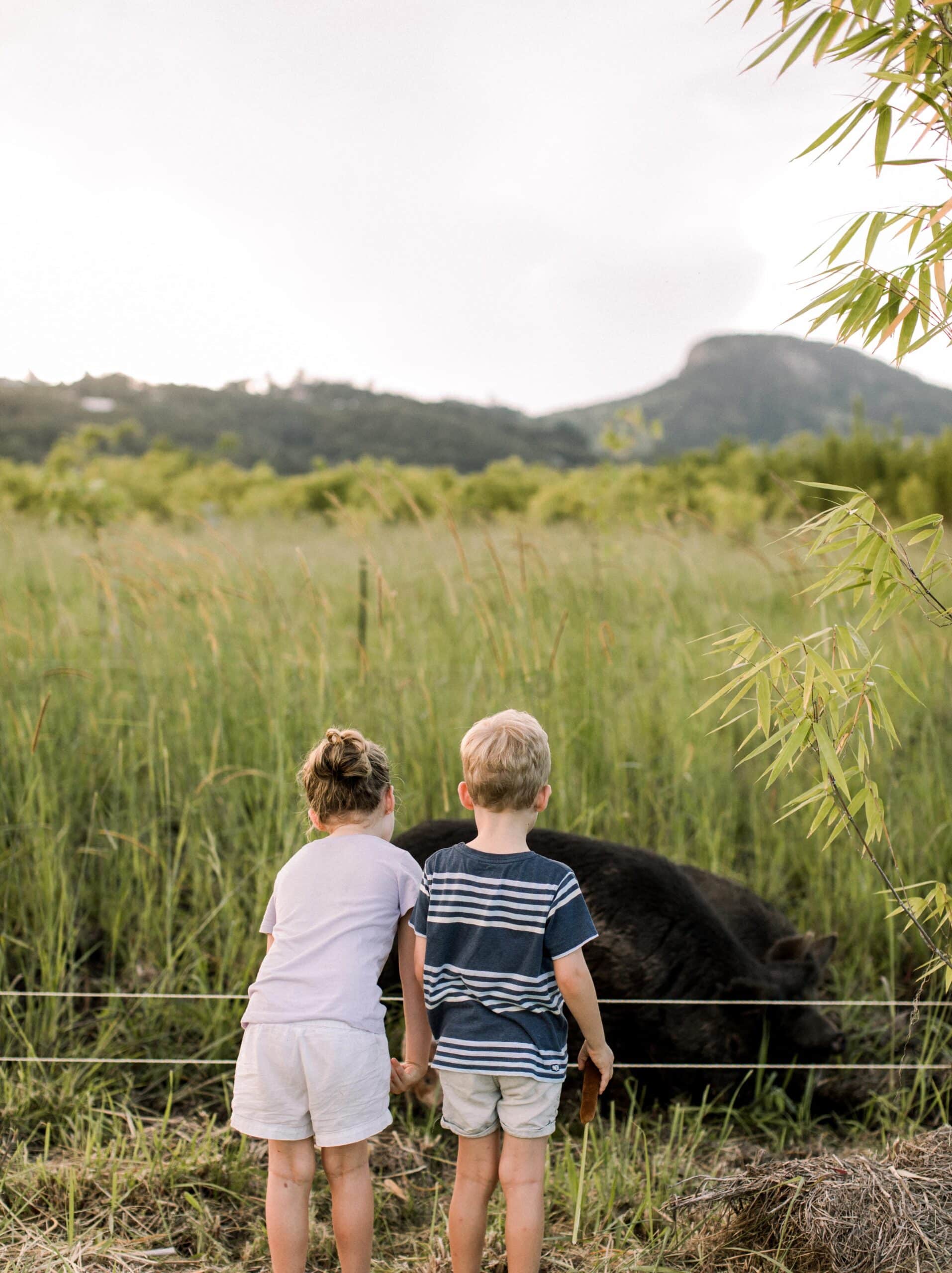 Home - Bamboo Park Free Range Farming